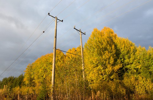 Elledning i höstskog